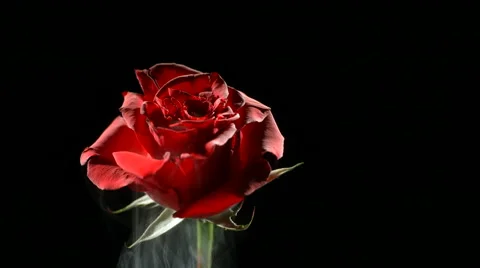 Liquid Nitrogen Flower Stock Videos – Royalty-Free HD & 4K Videos