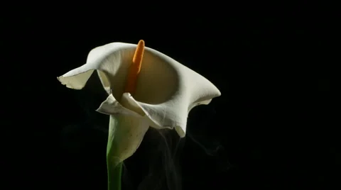 Liquid Nitrogen Flower Stock Videos – Royalty-Free HD & 4K Videos