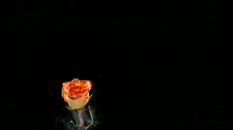 Liquid Nitrogen Flower Stock Videos – Royalty-Free HD & 4K Videos