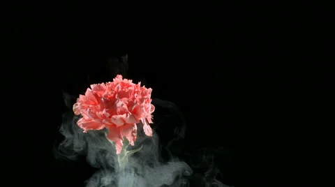 Liquid Nitrogen Flower Stock Videos – Royalty-Free HD & 4K Videos