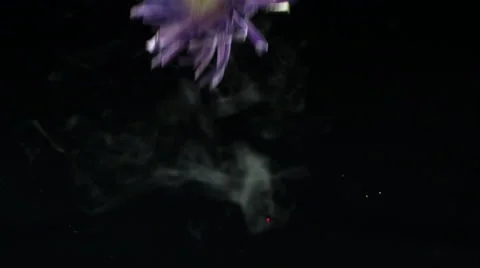 Liquid Nitrogen Flower Stock Videos – Royalty-Free HD & 4K Videos