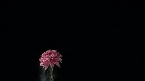 Liquid Nitrogen Flower Stock Videos – Royalty-Free HD & 4K Videos