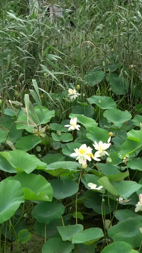 Zen Garden Background Stock Video Footage | Royalty Free Zen Garden ...