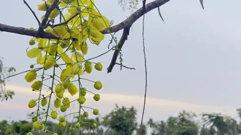 Golden Shower Pipe Stock Videos – Royalty-Free HD & 4K Videos