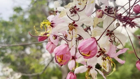 Golden Shower Pipe Stock Videos – Royalty-Free HD & 4K Videos