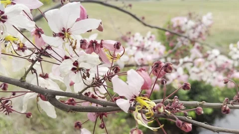 Golden Shower Pipe Stock Videos – Royalty-Free HD & 4K Videos