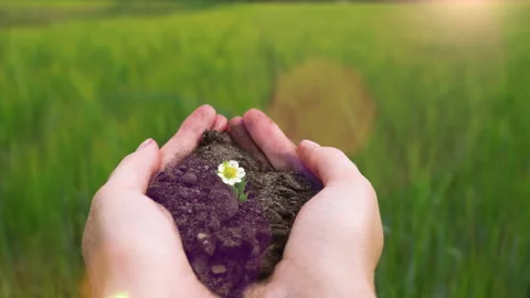 Flower grows from human hands on on blur... | Stock Video | Pond5