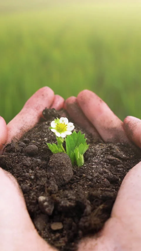Flower grows from human hands on on blur... | Stock Video | Pond5