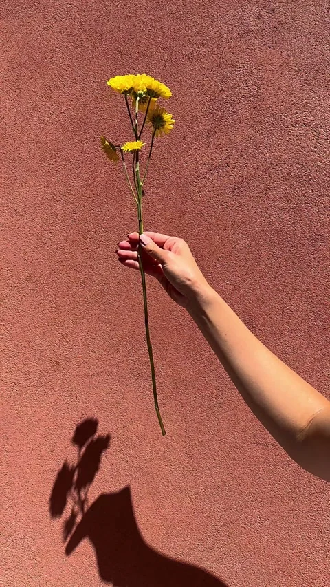flower in a hand, flower, woman, hand, s... | Stock Video | Pond5