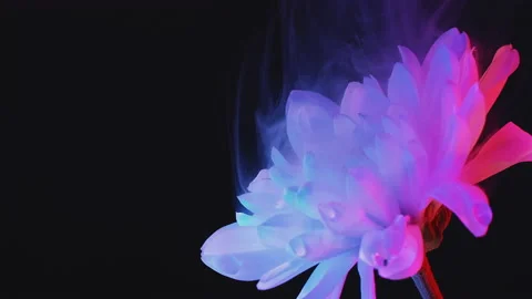 Flower ink drop. Underwater petals. Fant... | Stock Video | Pond5