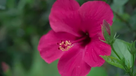 Flower of the maga tree or Thespesia gra... | Stock Video | Pond5