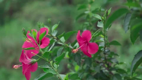 Flower of the maga tree or Thespesia gra... | Stock Video | Pond5