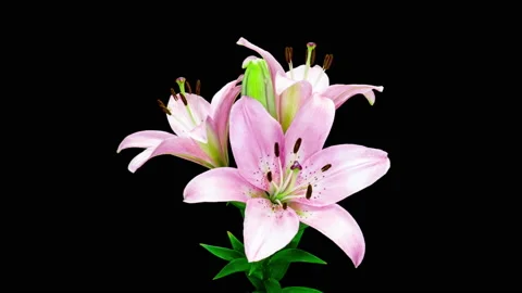A flower opens. Pink lily flower on a bl... | Stock Video | Pond5
