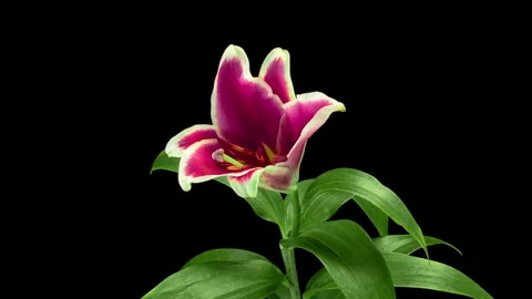 A flower opens. Pink lily flower on a bl... | Stock Video | Pond5