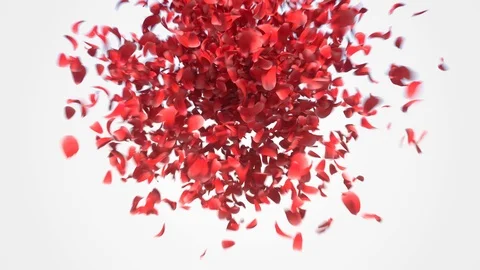 Flower petals explosion. 3D realistic an... | Stock Video | Pond5