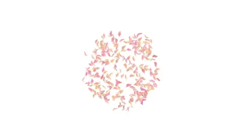 Flower Explosion Stock Footage ~ Royalty Free Stock Videos | Pond5