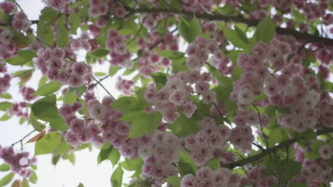 Flower Petals Falling From Cherry Blosso... | Stock Video | Pond5