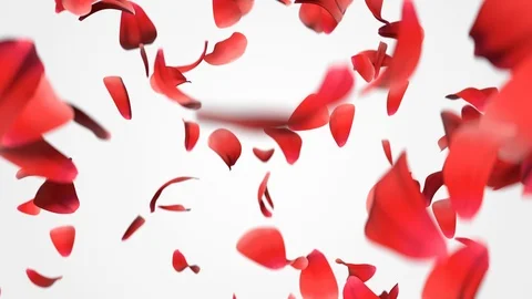 Flower petals falling down with alpha ch... | Stock Video | Pond5