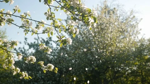 flower petals falling from the tree, sun... | Stock Video | Pond5