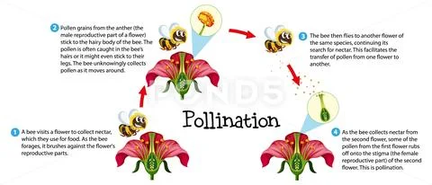 Flower Pollination: An Educational Science Infographic ~ Clip Art ...