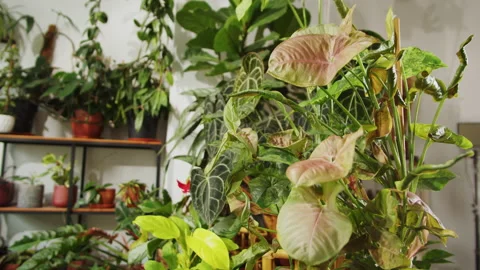 Flower shop storefronts interior, plant ... | Stock Video | Pond5
