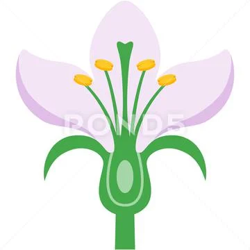 Flower structure plant vector illustration isolated on white ~ Clip Art ...