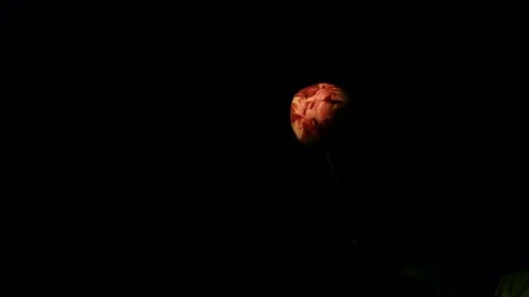 Dying Flower Stock Video Footage | Royalty Free Dying Flower Videos | Pond5