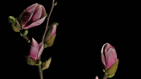 Flower Time-Lapse - Opening Magnolia Flo... | Stock Video | Pond5