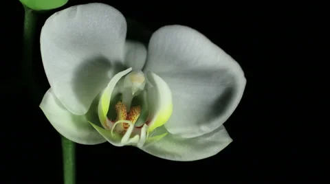 Flower Time-Lapse - White Orchid Opening... | Stock Video | Pond5