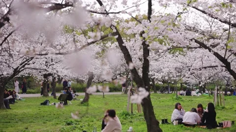Flower Viewing Party in the Park "Hanami... | Stock Video | Pond5