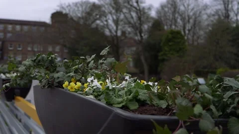 Flower window boxes in urban city backgr... | Stock Video | Pond5