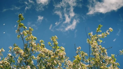 Blooming Flowering Stock Videos – Royalty-Free HD & 4K Videos | Pond5