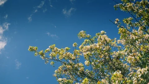 Blooming Flowering Stock Videos – Royalty-Free HD & 4K Videos | Pond5