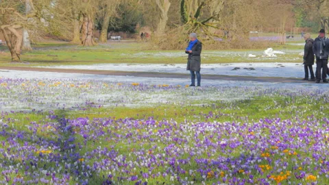 Flowering crocus plants, bunch of crocus... | Stock Video | Pond5