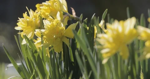 flowering daffodils in the spring video ... | Stock Video | Pond5