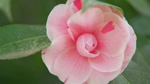 Pink Japanese Wallpaper Stock Videos – Royalty-Free HD & 4K Videos