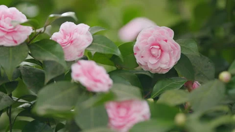 Pink Japanese Wallpaper Stock Videos – Royalty-Free HD & 4K Videos