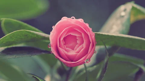 Pink Japanese Wallpaper Stock Videos – Royalty-Free HD & 4K Videos