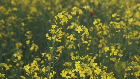 Flowering oilseed rape crop in field. Bl... | Stock Video | Pond5
