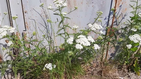 Flowering yarrow stems on a background o... | Stock Video | Pond5