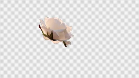 flowers for compositing with alpha chann... | Stock Video | Pond5