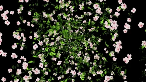 Flowers Explosion Animation Background B... | Stock Video | Pond5