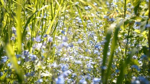 Flowers forget-me-nots on grass backgrou... | Stock Video | Pond5