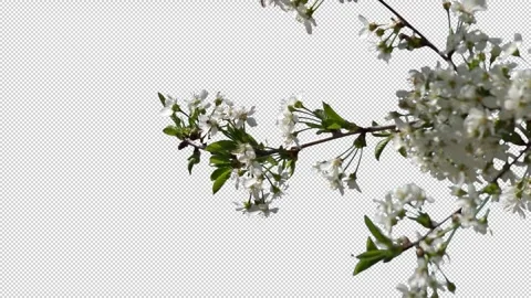 Bushes Alpha Stock Videos – Royalty-Free HD & 4K Videos | Pond5