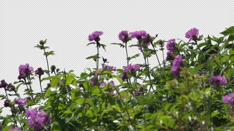 Flowers growing bushes alpha channel | Stock Video | Pond5