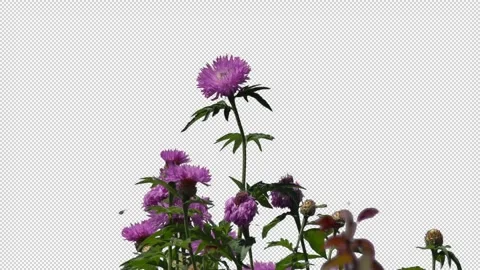 Flowers Alpha Stock Videos – Royalty-Free HD & 4K Videos