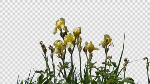 Flowers growing bushes alpha channel | Stock Video | Pond5