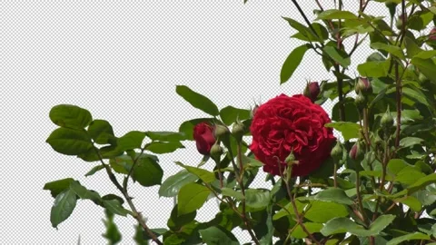 Flowers Alpha Stock Videos – Royalty-Free HD & 4K Videos