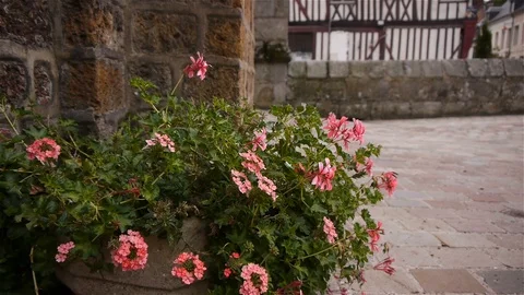 Flowers waving in the wind in Normandy F... | Stock Video | Pond5