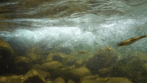 Underwater Stream Stock Video Footage | Royalty Free Underwater Stream ...